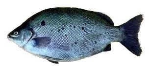 Top 12 Fish Species For Aquaponics System